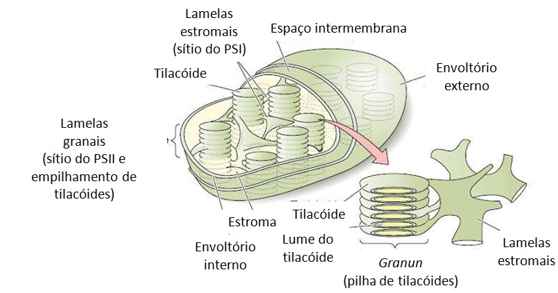 Cloroplastos Fun o E Ontog nese Temas Em Fisiologia Vegetal Luiz Cloroplastos Fun o E Ontog nese Temas Em Fisiologia Vegetal Luiz
